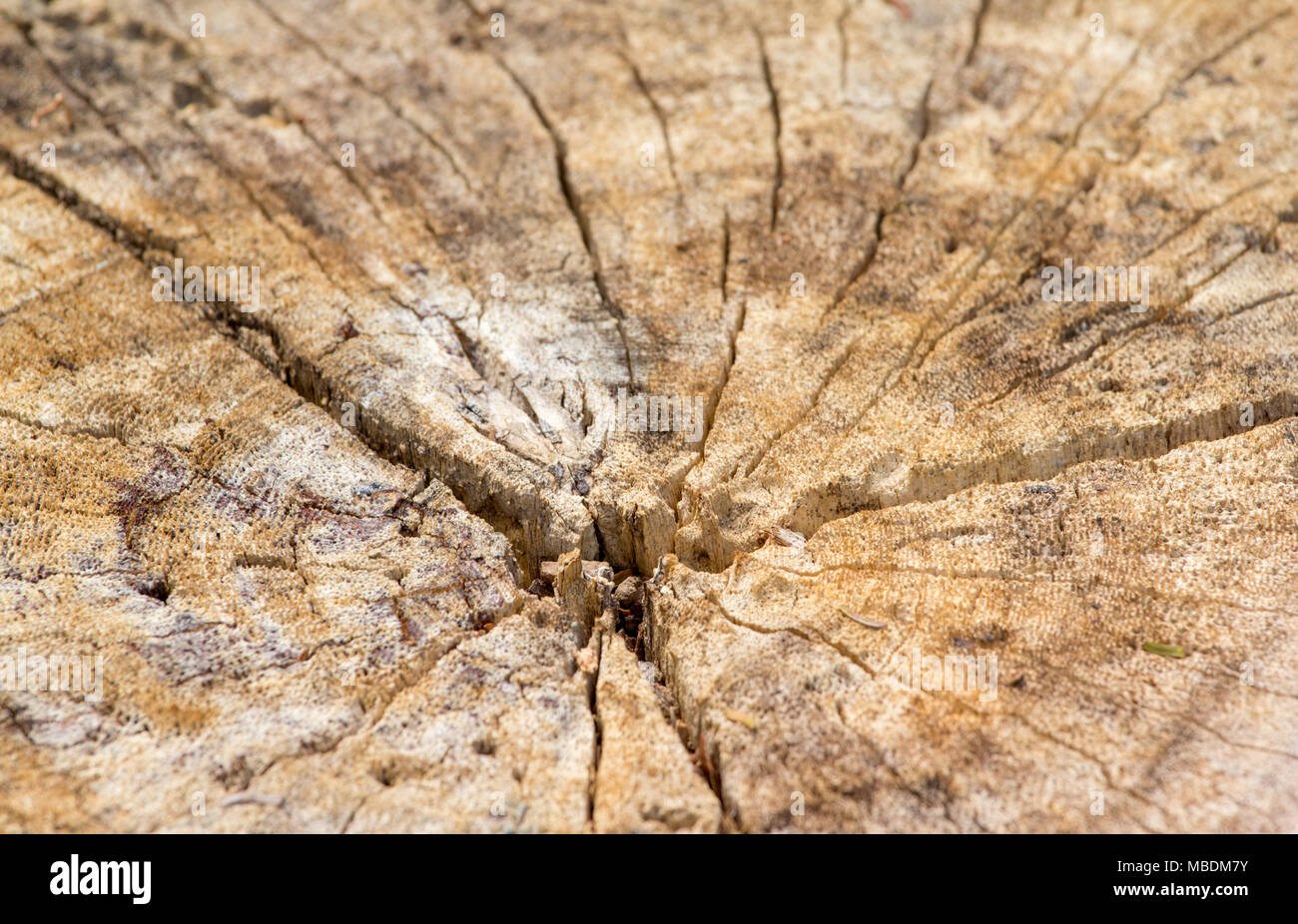 Texture of wood timber background Stock Photo - Alamy