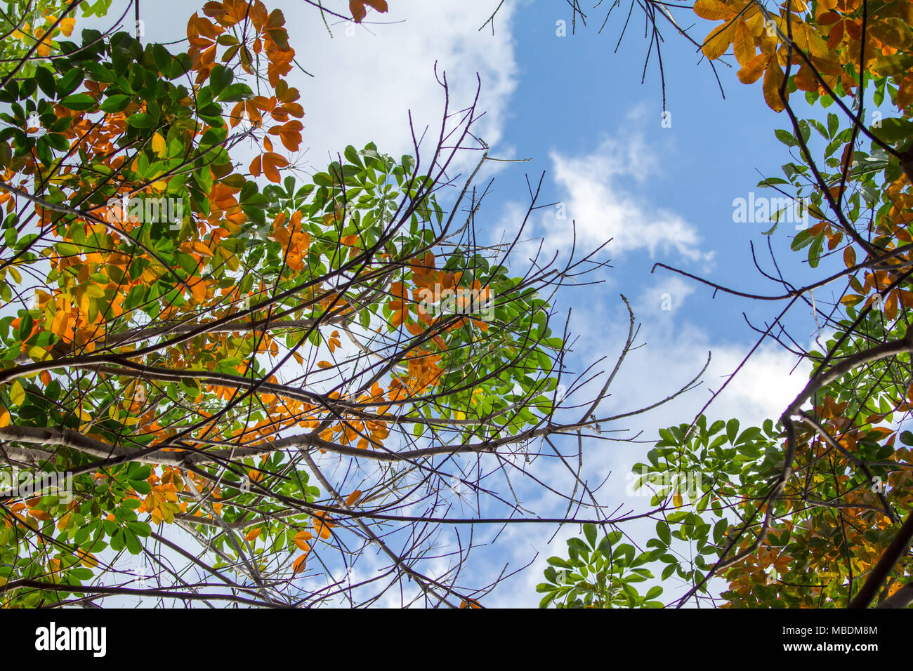 Rubber tree autumn colors in thailand Stock Photo - Alamy