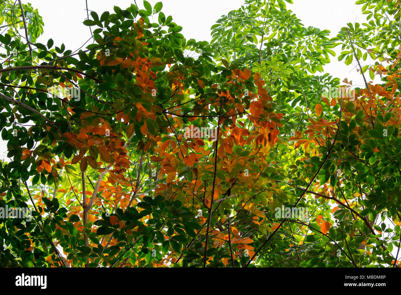 Rubber tree autumn colors in thailand Stock Photo - Alamy