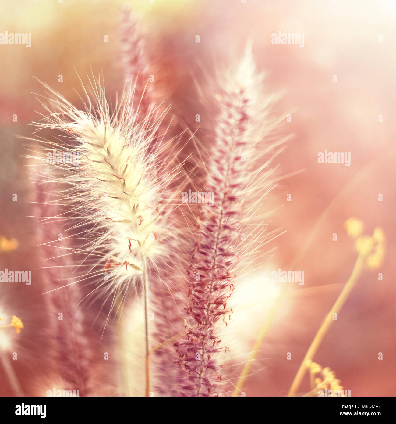 Wild grasses, pink grasses in a field with blur and copy space Stock ...