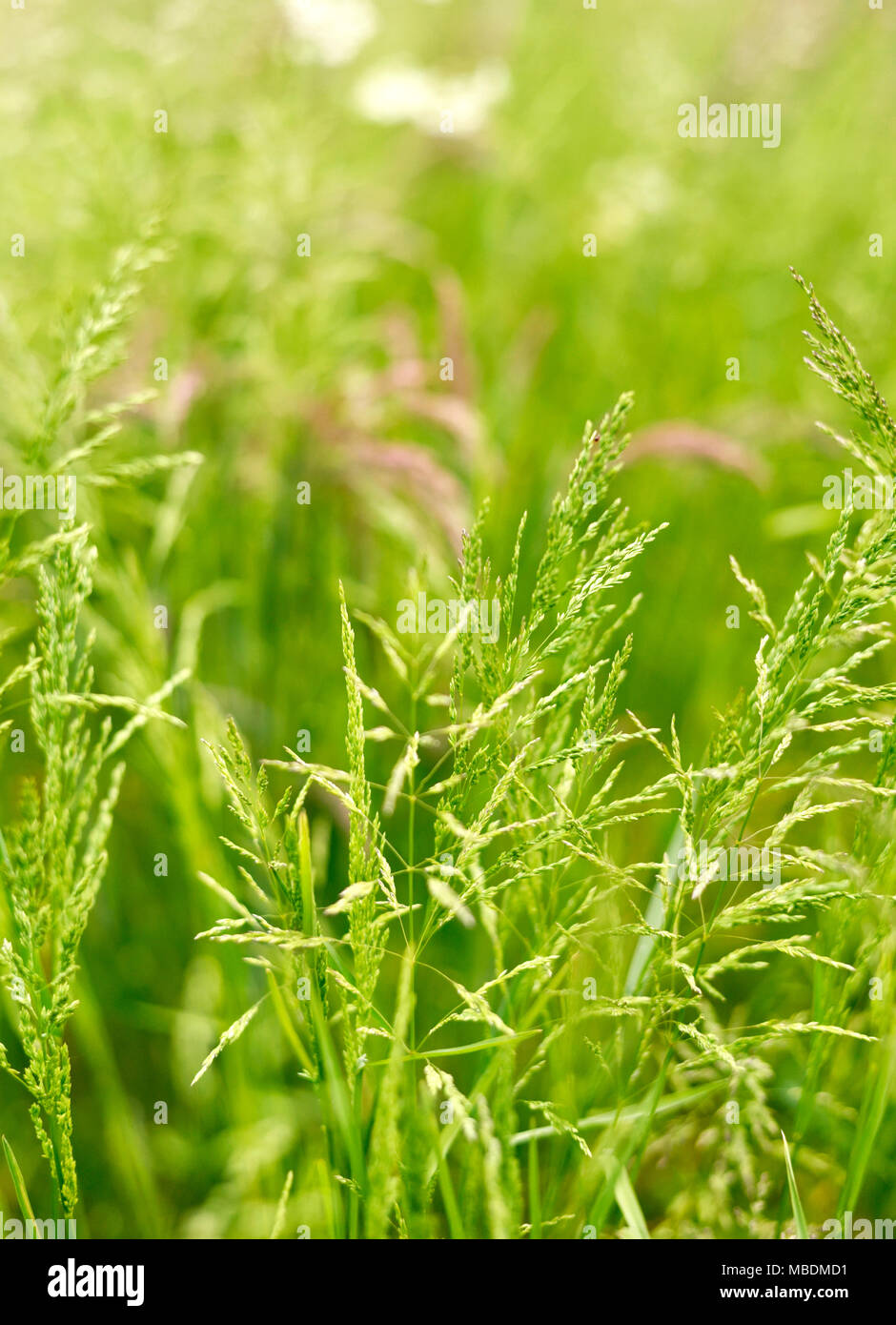 Wild grasses or field. Grass background, seasonal background ...