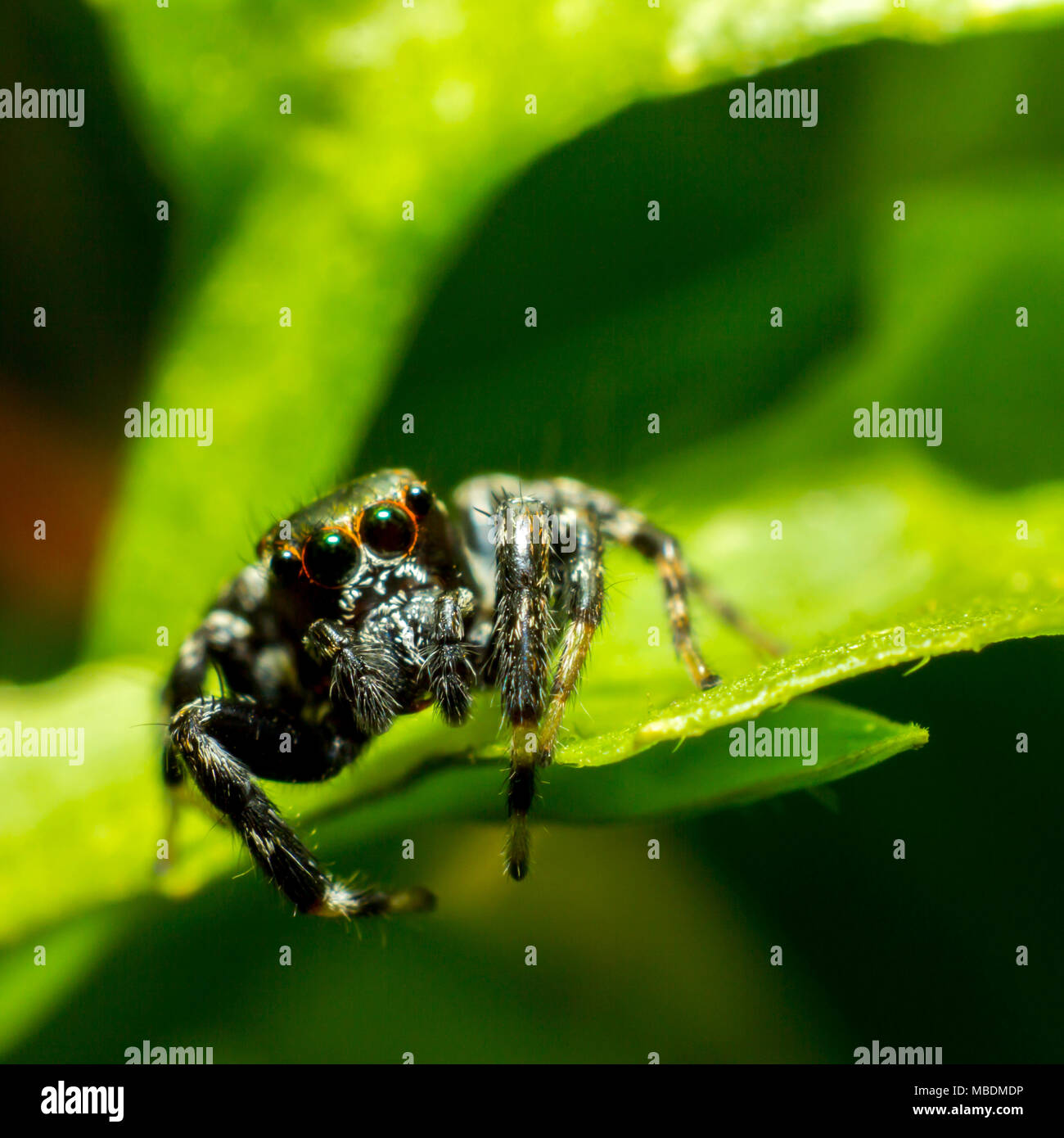 Close up beautiful black small hi-res stock photography and images - Alamy
