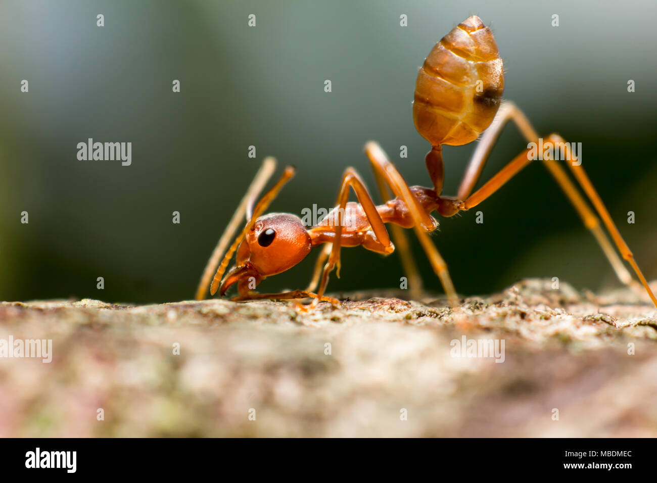 Fire ant sting hi-res stock photography and images - Alamy