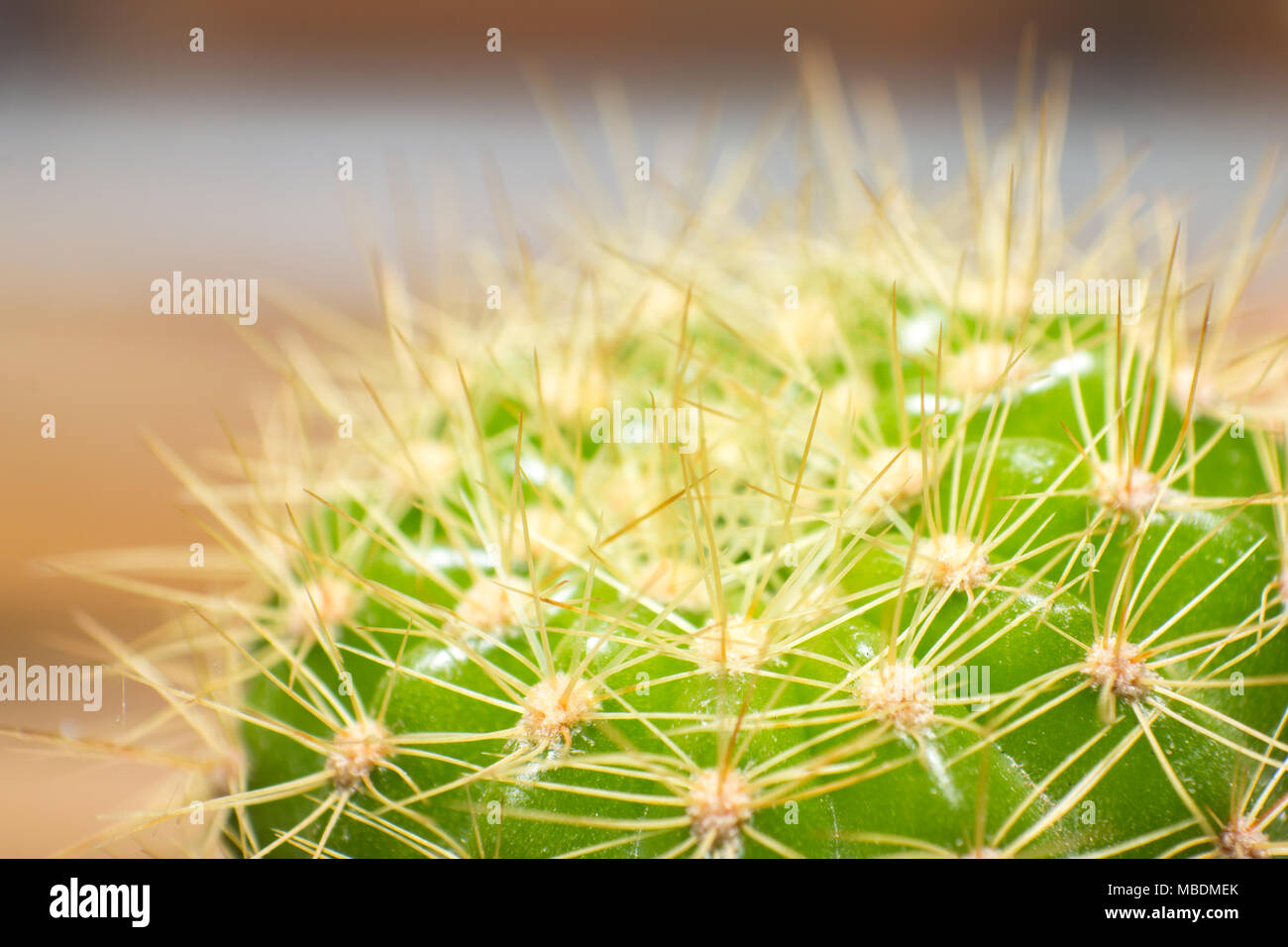 Close up cactus in nature background Stock Photo - Alamy