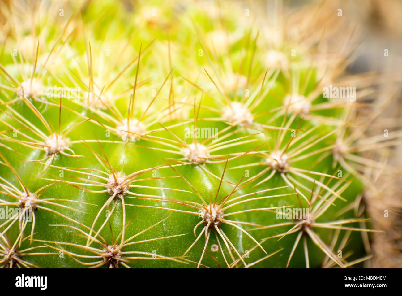 Close up cactus in nature background Stock Photo - Alamy