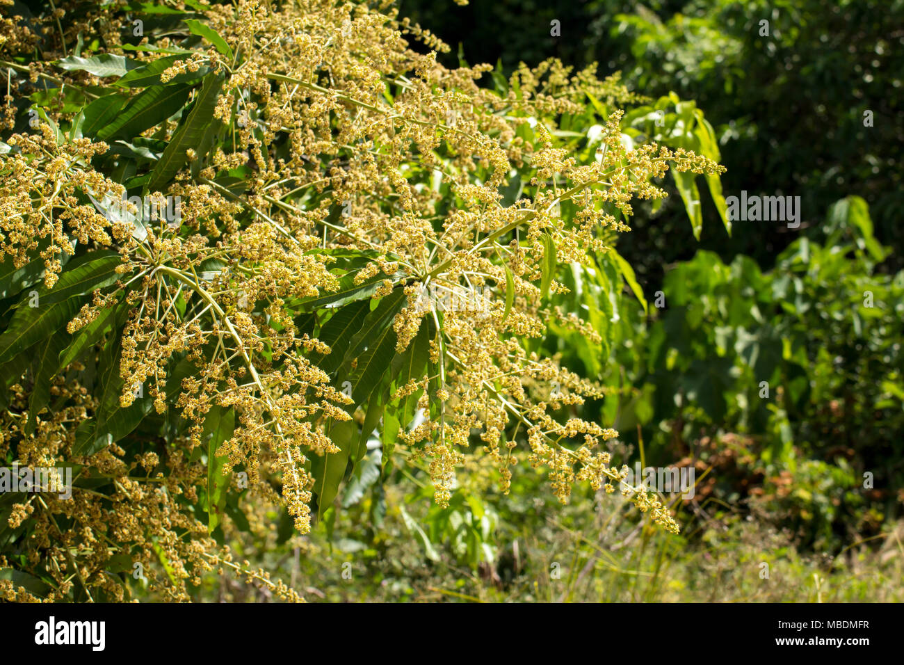 Mango tree flower hi-res stock photography and images - Alamy