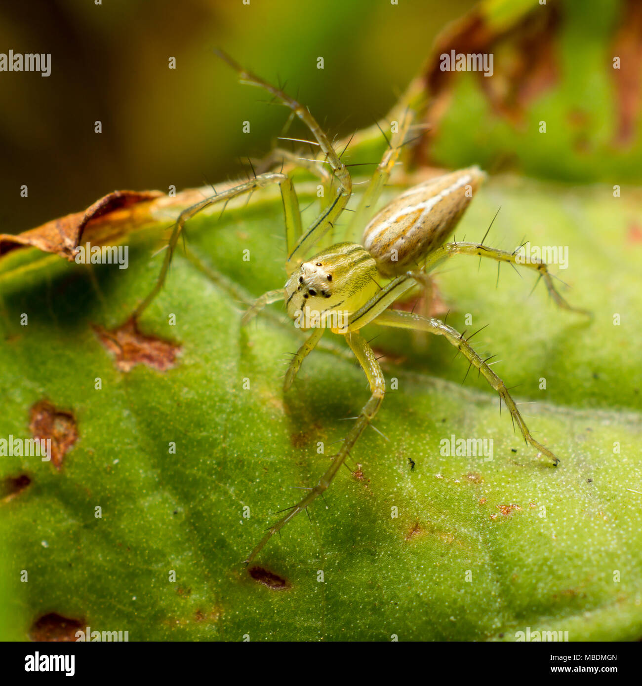 Small spider white background hi-res stock photography and images - Alamy
