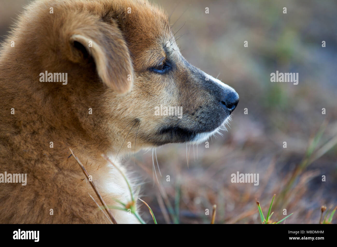 Hydrophobia rabies hi-res stock photography and images - Alamy
