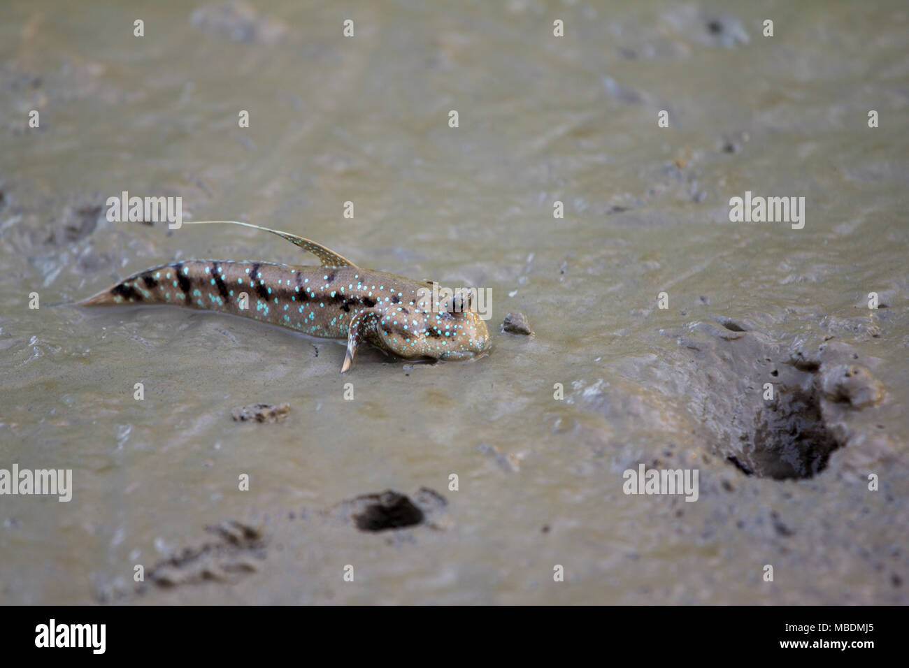 Mudskipper, Amphibious fish feeding on the mud in the morning Stock ...