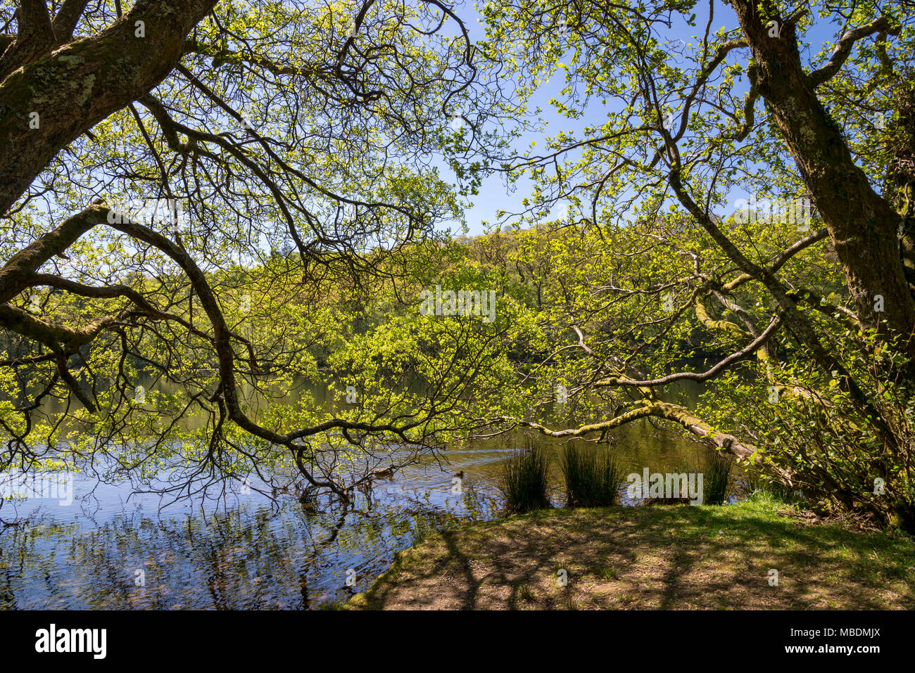 Spring day beside Llyn Mair near Maentwrog in Snowdonia national park ...