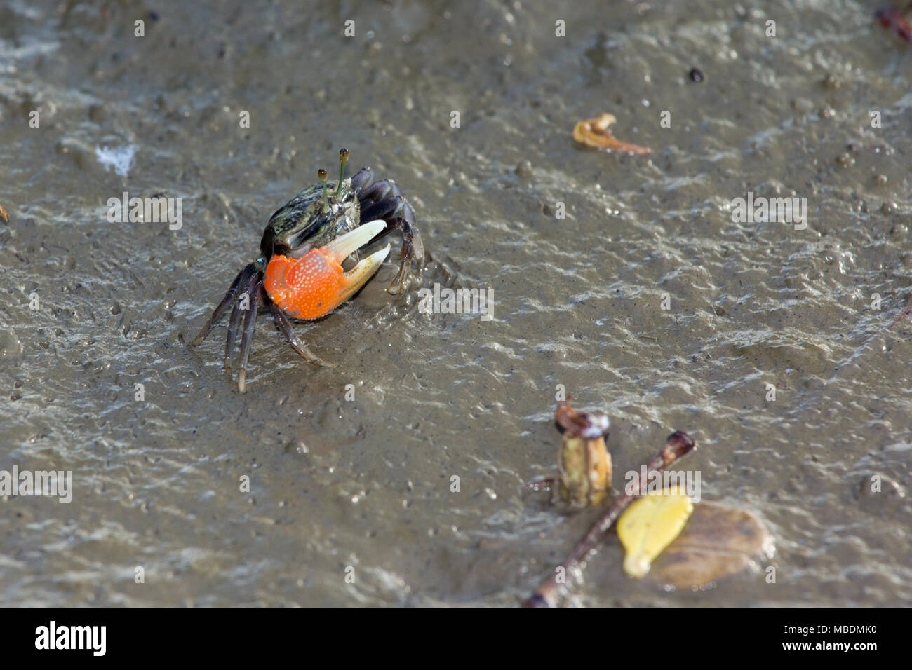 Fiddler crabs hi-res stock photography and images - Alamy