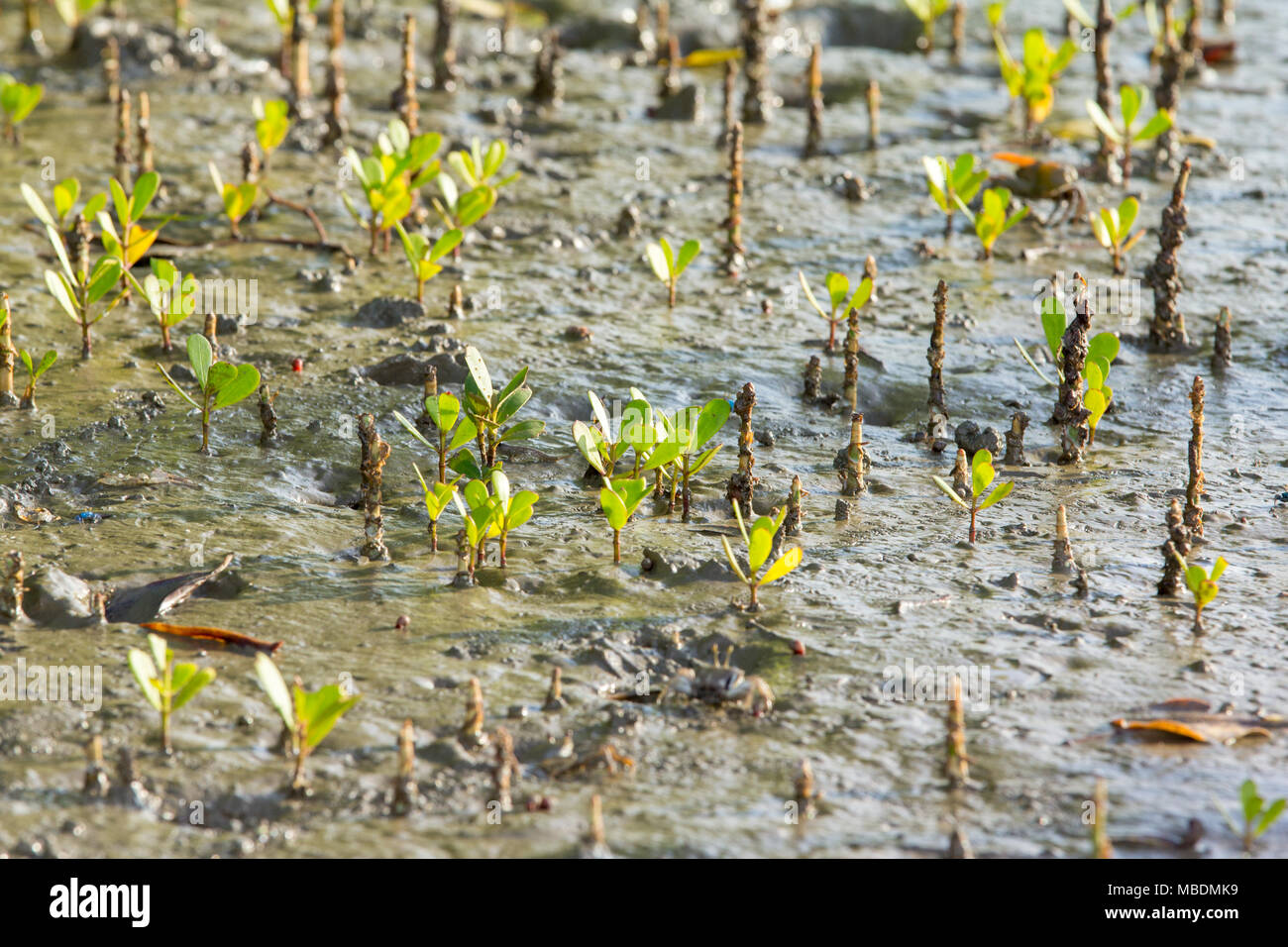 Tree root mud jungle hi-res stock photography and images - Alamy