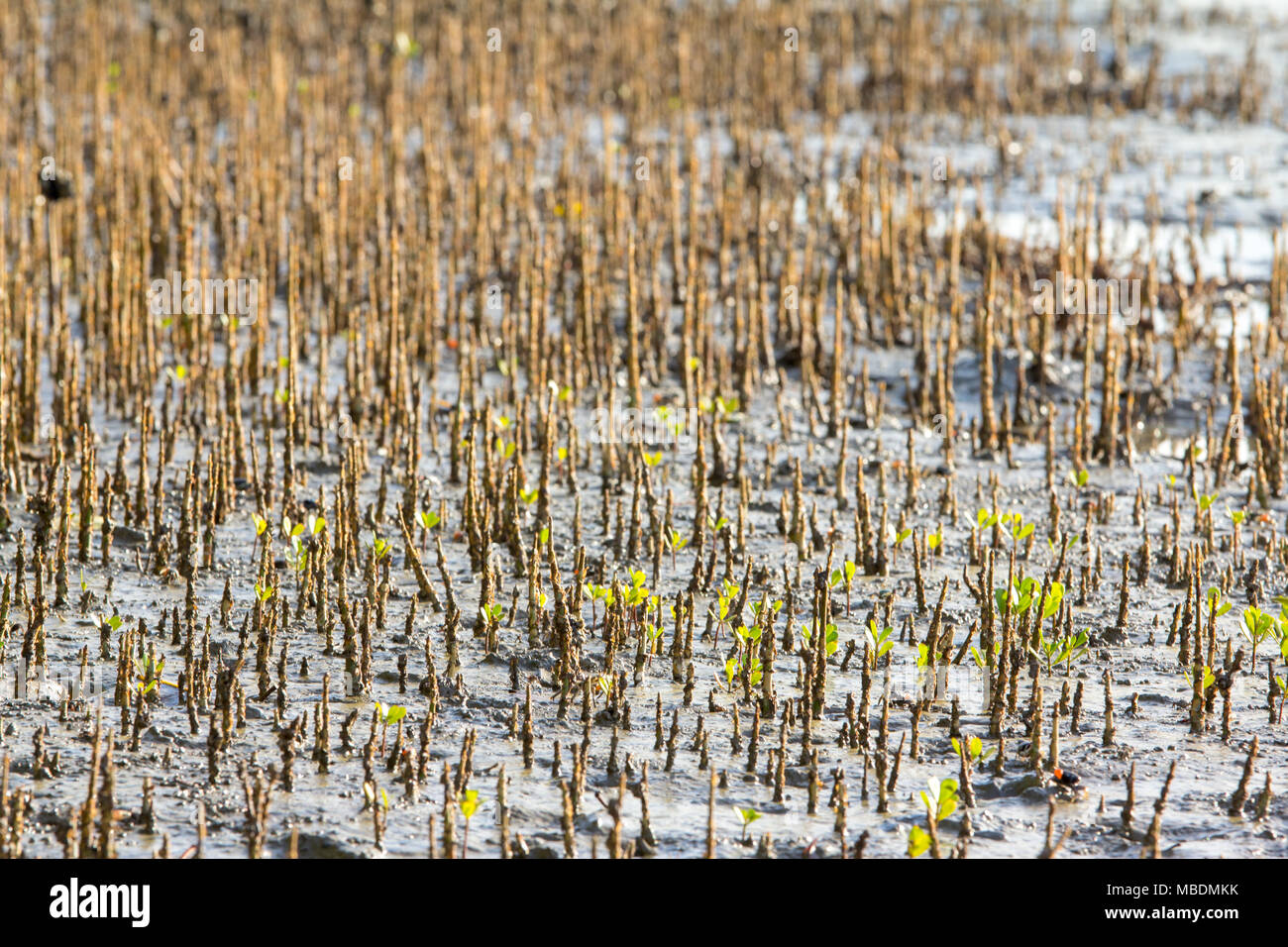 Tree Root Mud Jungle High Resolution Stock Photography and Images - Alamy