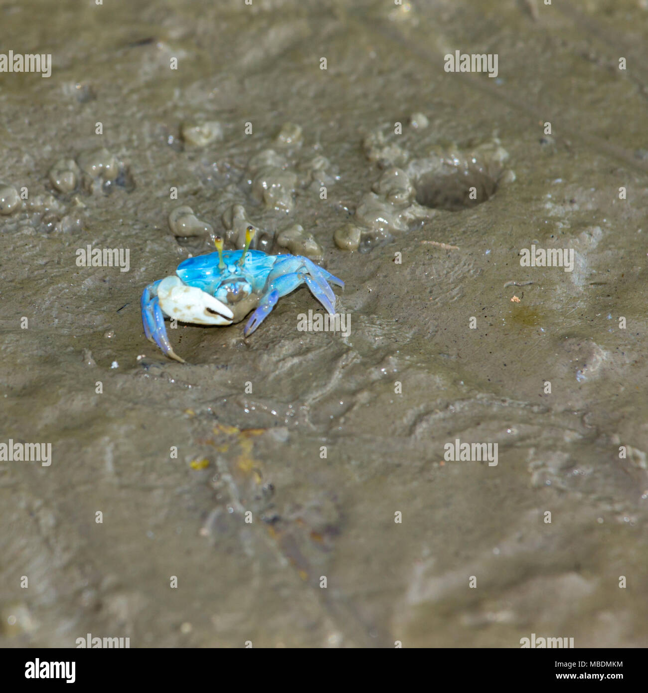 Blue Fiddler crabs feeding on the mud Stock Photo - Alamy