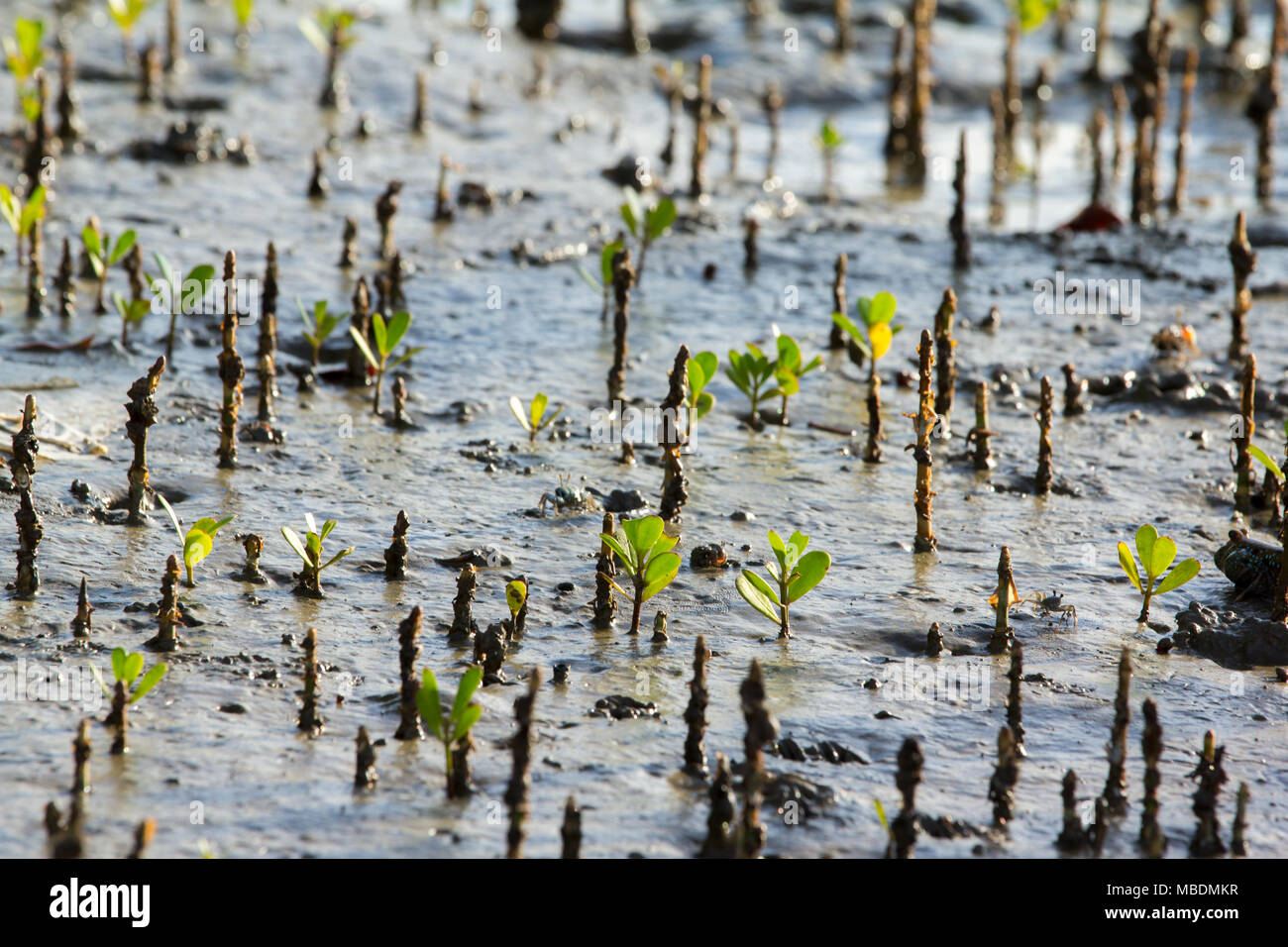Tree root mud jungle hi-res stock photography and images - Alamy