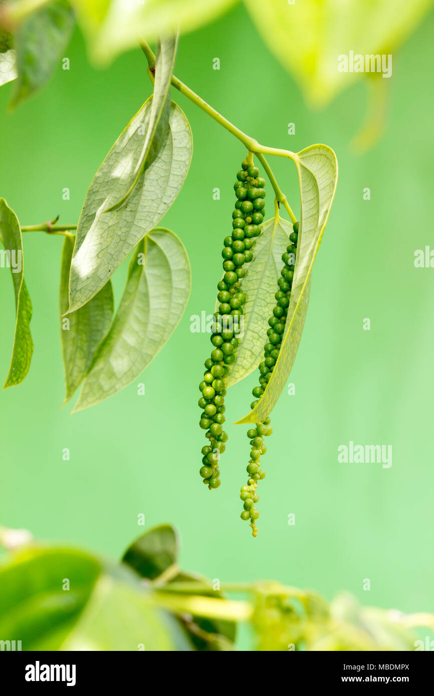 Pepper tree fruit hi-res stock photography and images - Alamy