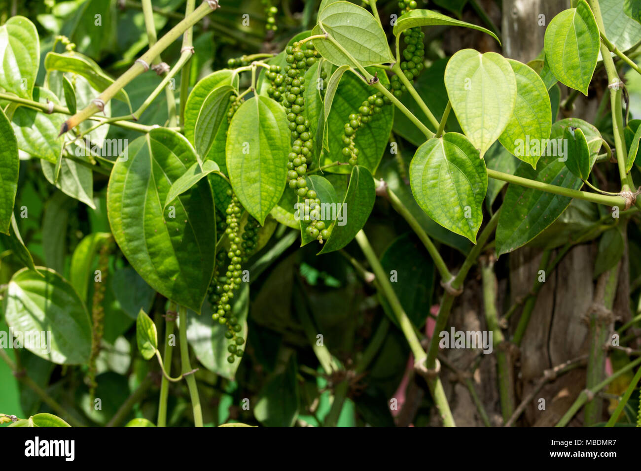 Green pepper plantation hi-res stock photography and images - Alamy