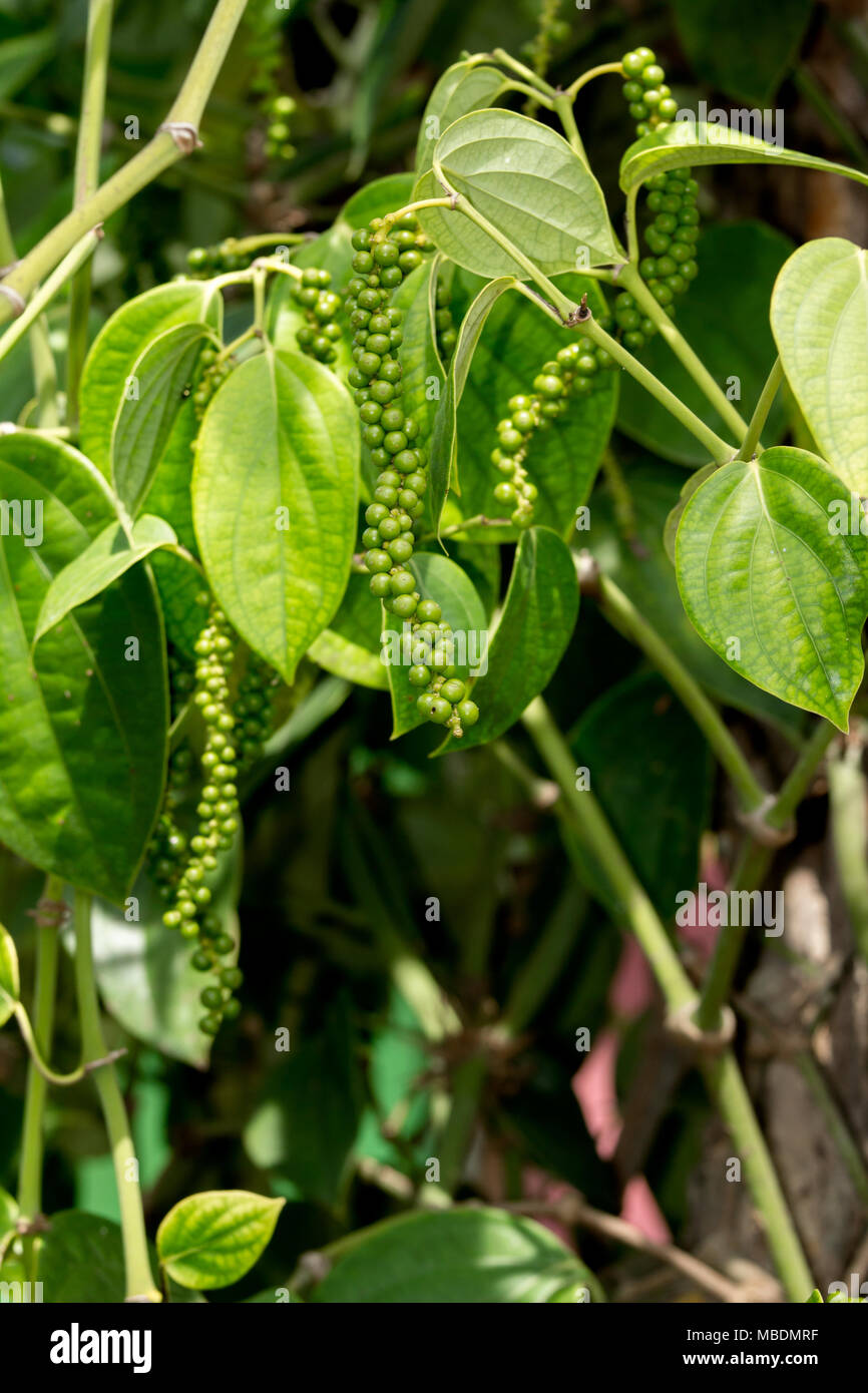 Green pepper plantation hi-res stock photography and images - Alamy