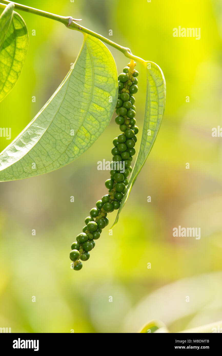 Produce grain hi-res stock photography and images - Alamy