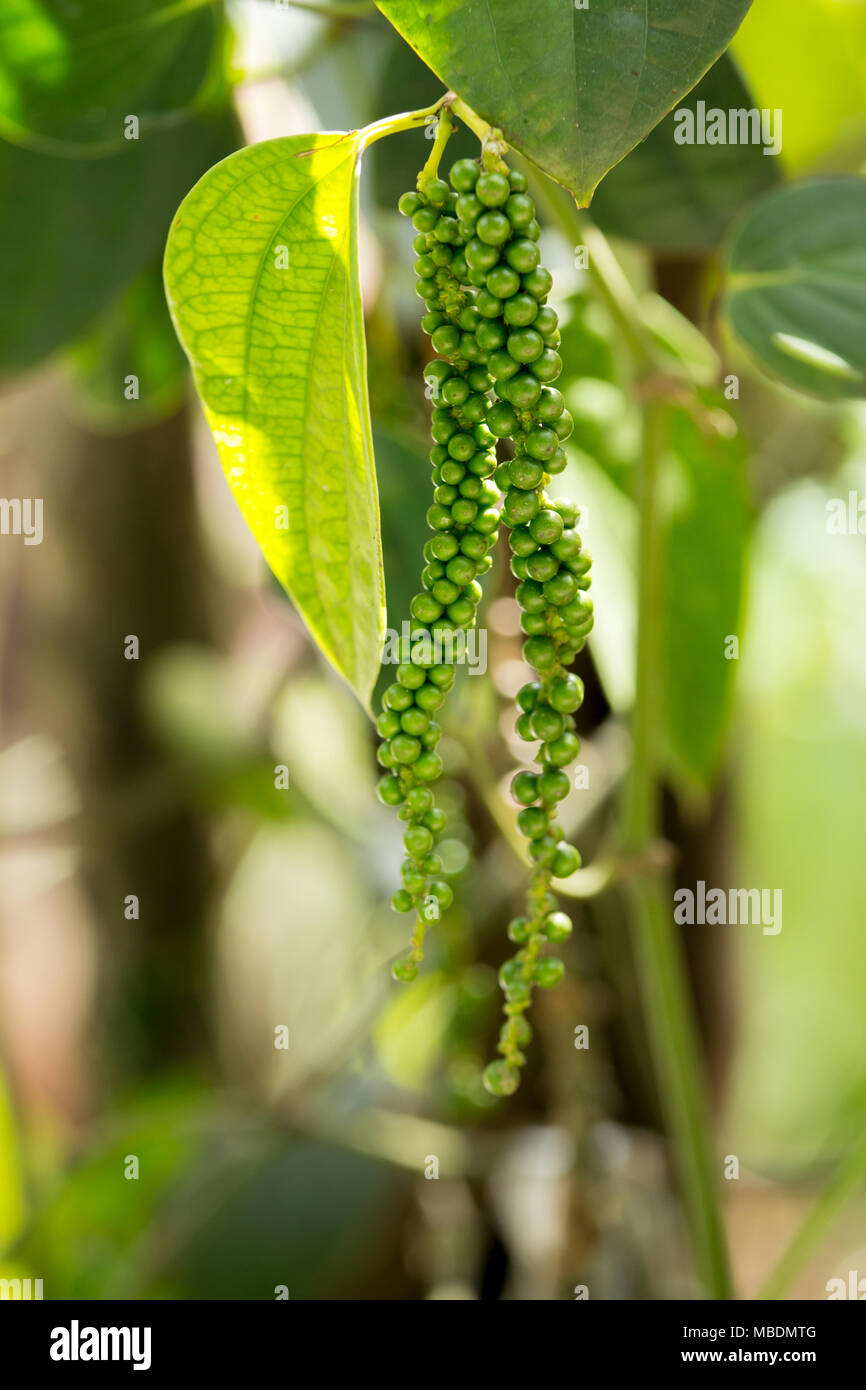 Green Peppercorn on tree in plantation Stock Photo - Alamy
