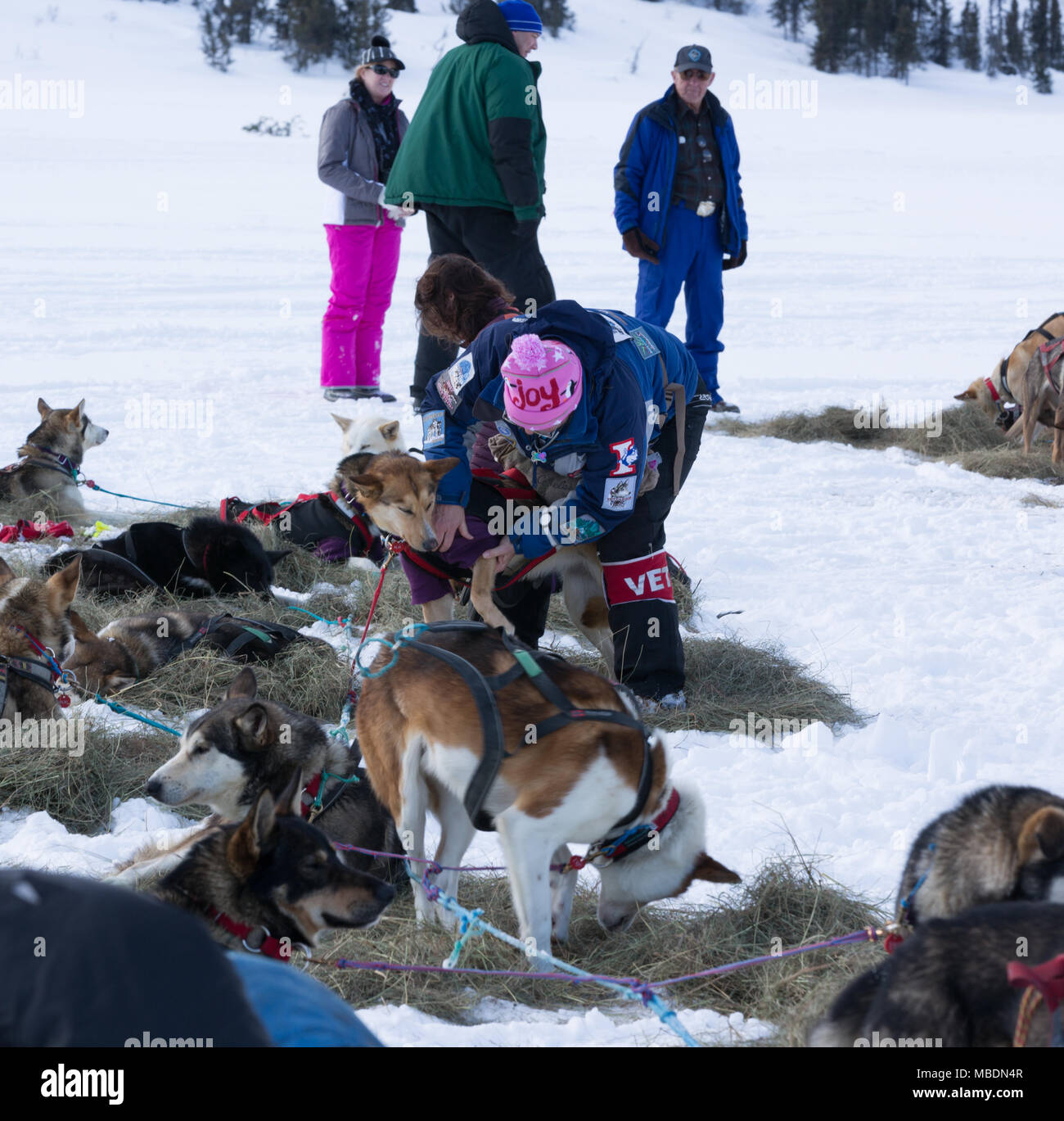 Iditarod checkpoint veterinarian hi-res stock photography and images ...