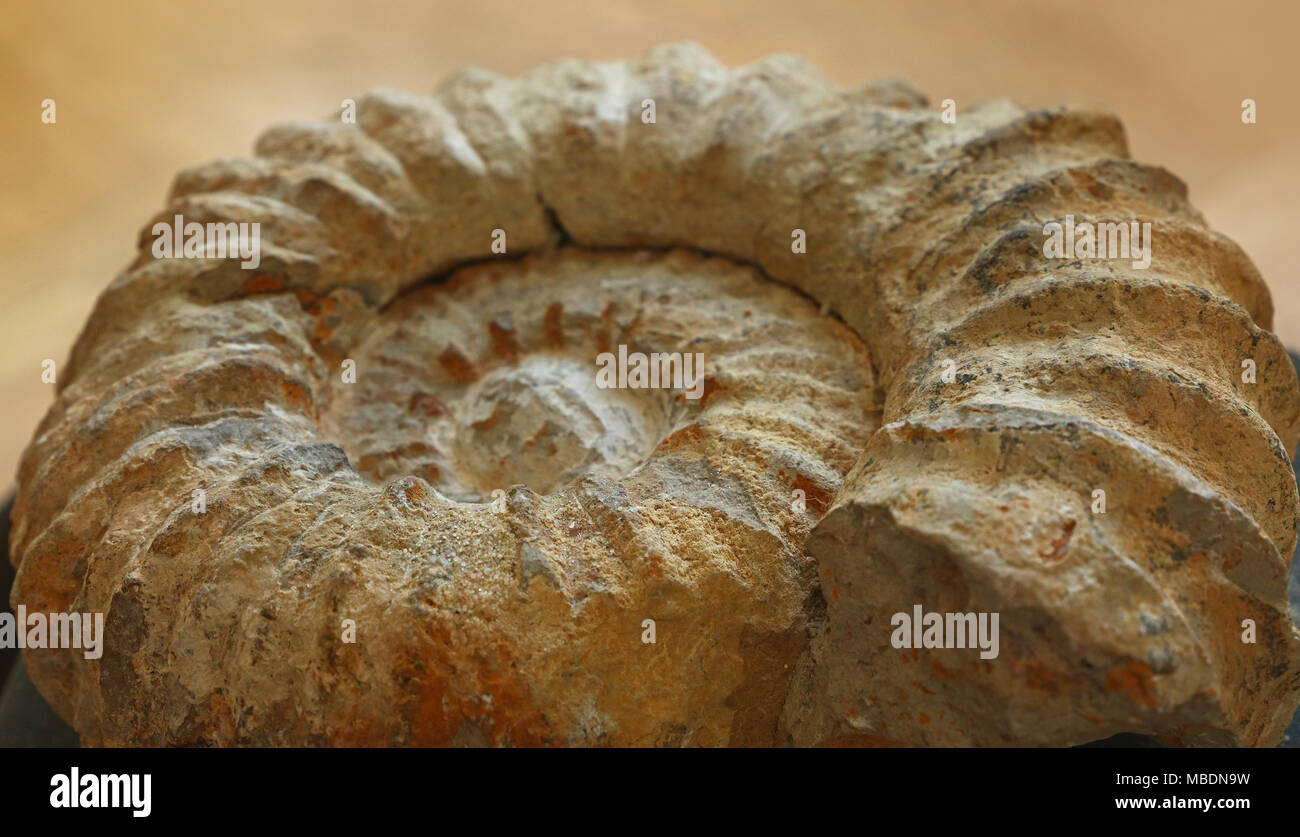 Close up petrified extinct prehistoric ammonite fossil spiral shell ...