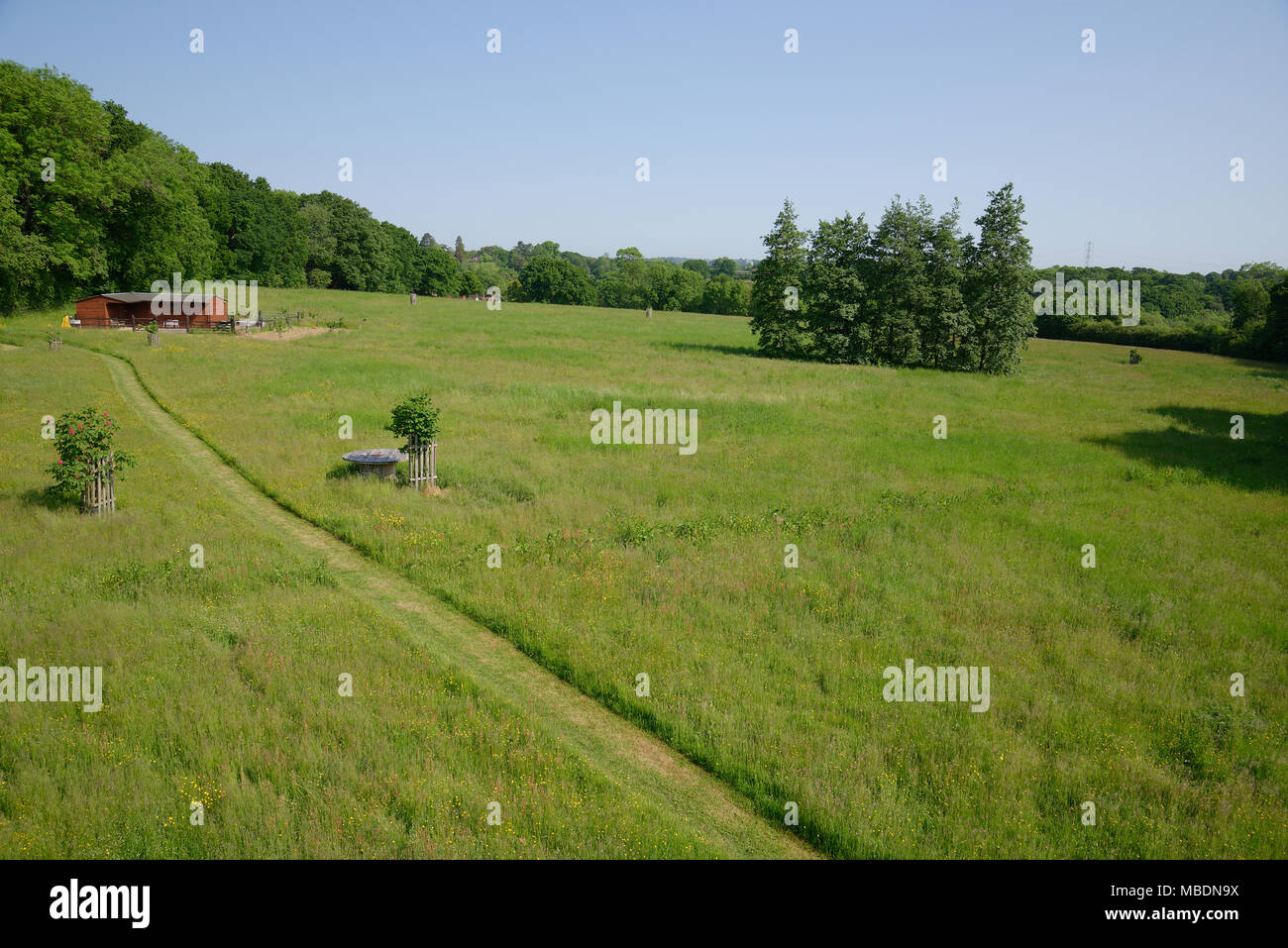Filed of grass hi-res stock photography and images - Alamy