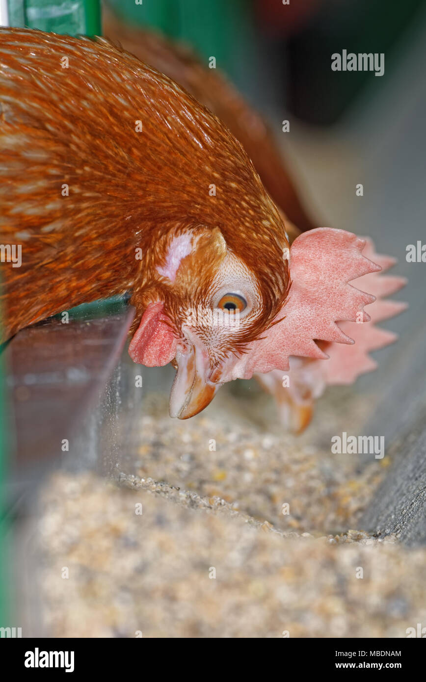 Fattening of farm birds. A red hen in amazement looking at his food in ...