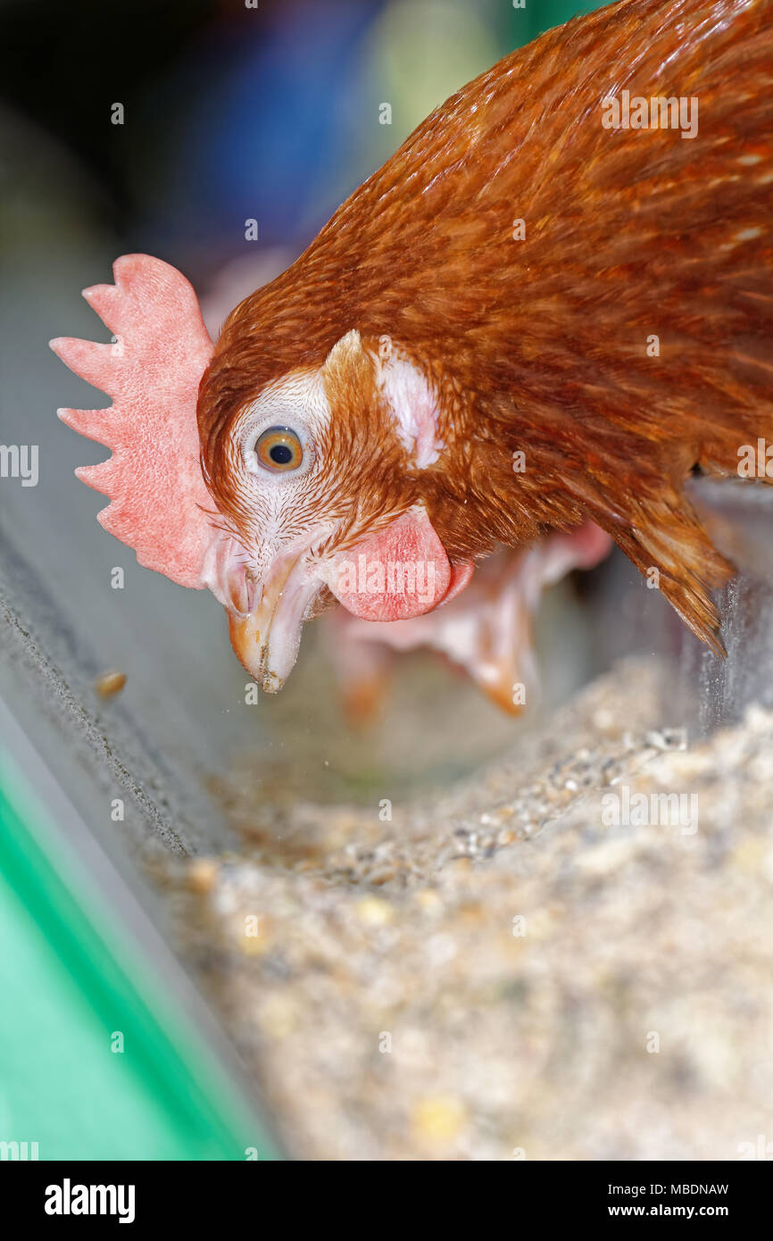 Red hen-layer selects the feed tray with the feed.Close-up, the chicken ...