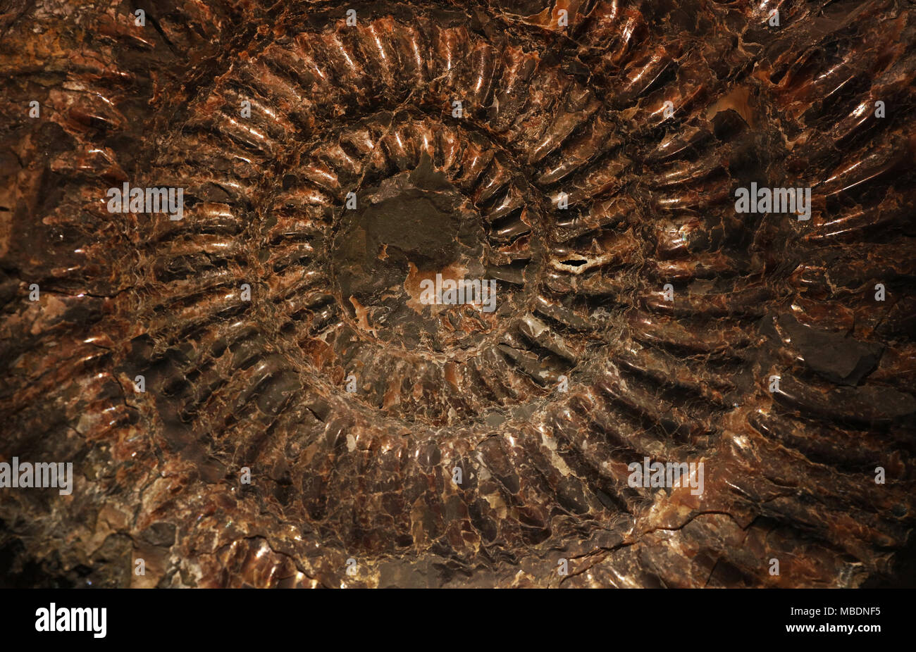 Close up petrified extinct prehistoric ammonite fossil spiral shell ...