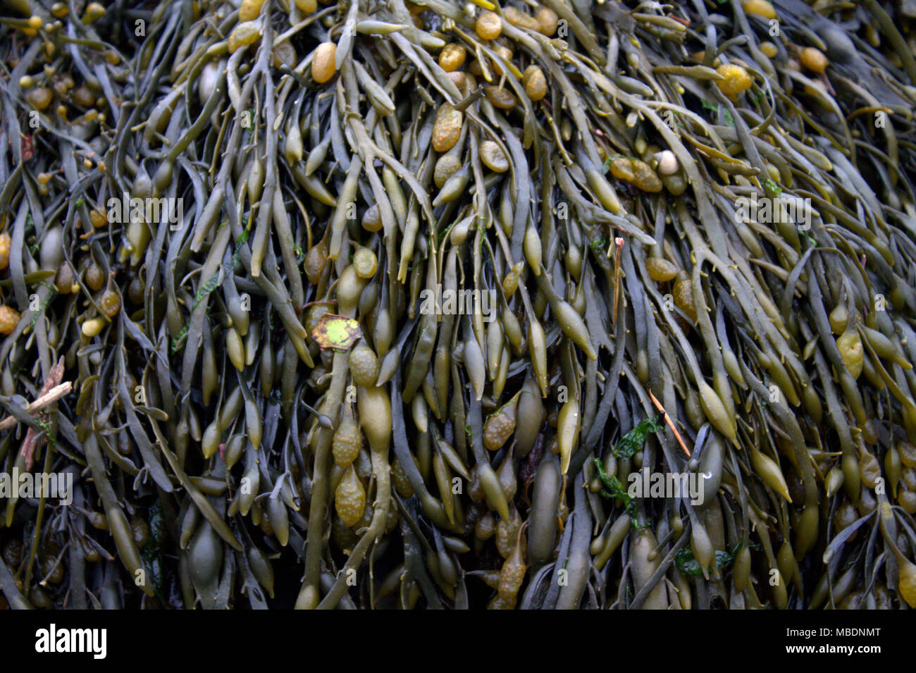 egg rack seaweed ascophyllom nodosum covering rocks at low tide Stock ...