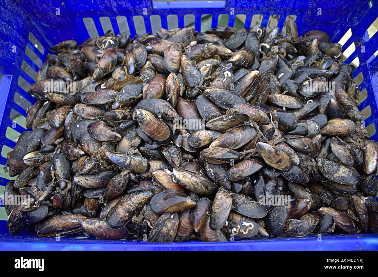 Mussel farm hi-res stock photography and images - Alamy