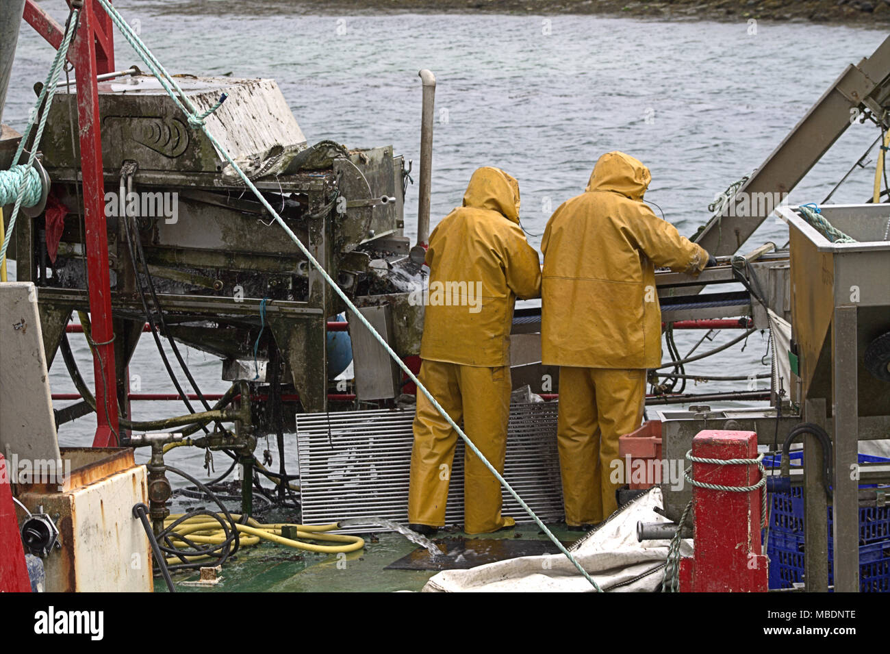 Mussels farming hi-res stock photography and images - Alamy