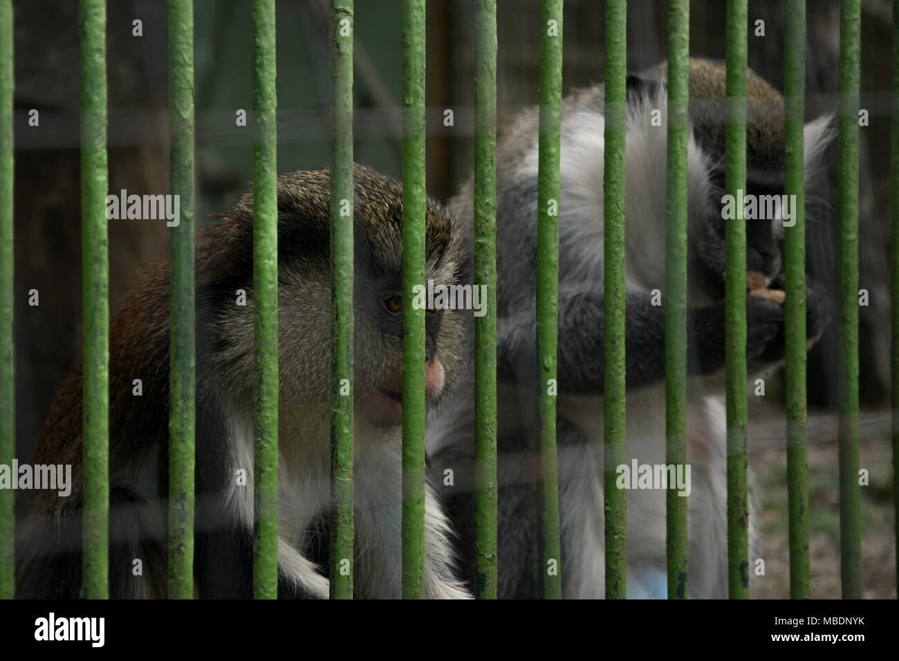 Small monkey gabon hi-res stock photography and images - Alamy