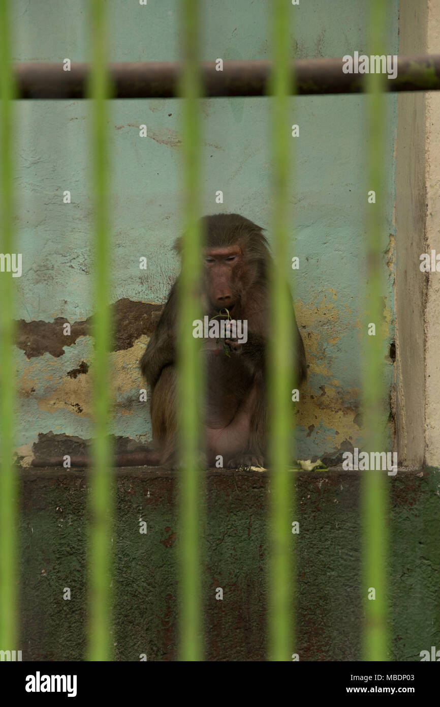 Monkey emotions hi-res stock photography and images - Alamy