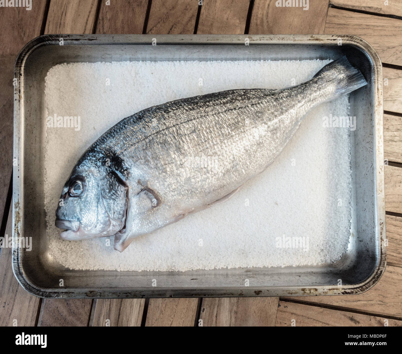 Dorada (Gilthead seabream, Sparus aurata ) fish on bed of salt prior to ...