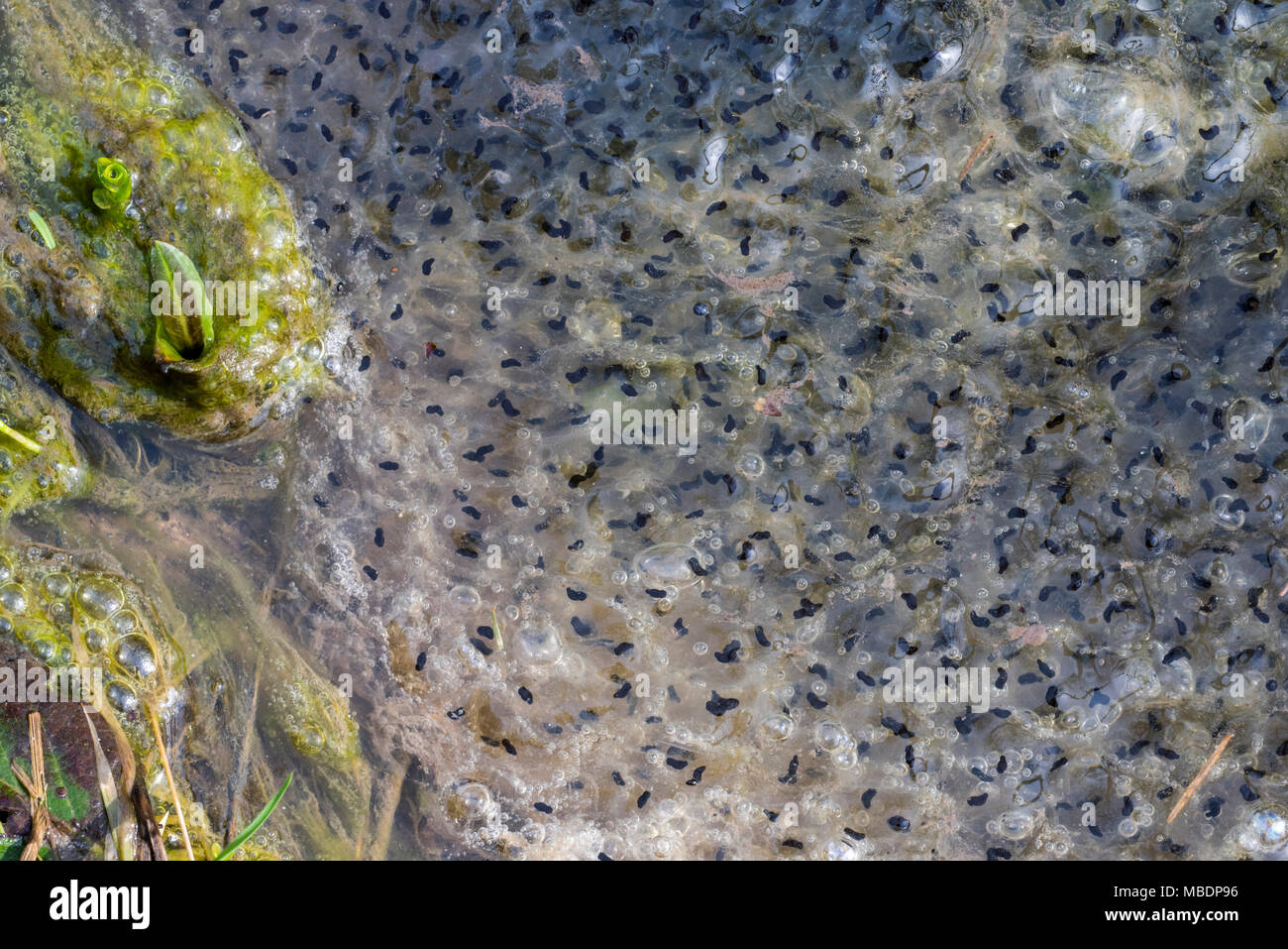 Frog larvae hi-res stock photography and images - Alamy