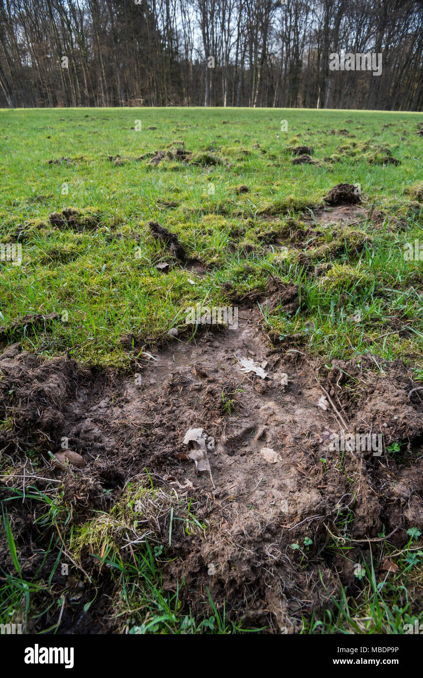 Boar footprint hi-res stock photography and images - Alamy