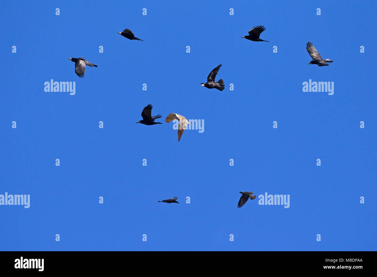 Flying rooks hi-res stock photography and images - Alamy