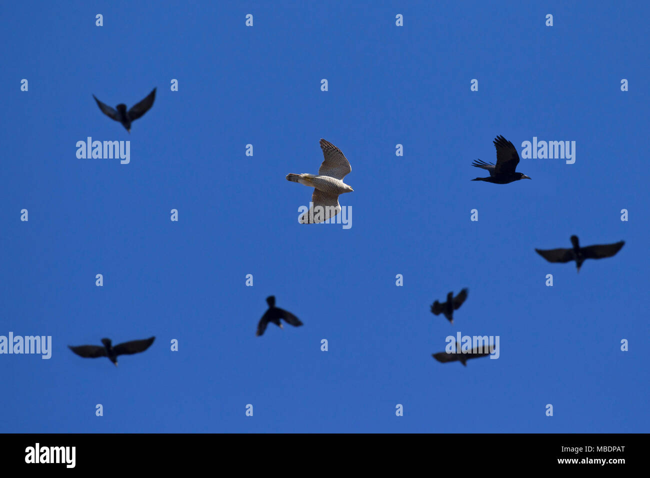 Flying rooks hi-res stock photography and images - Alamy