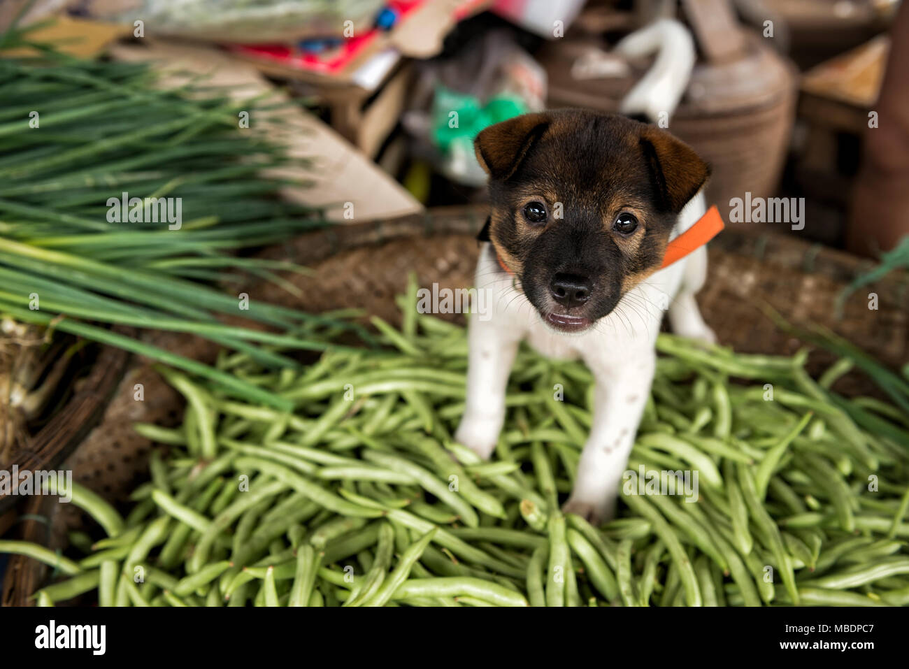 Puppy on a basket of green beans (the dog was a pet, it was not for ...
