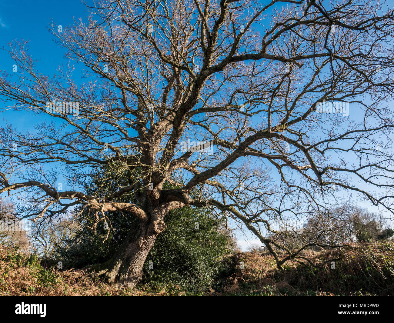 English oak tree in winter hi-res stock photography and images - Alamy