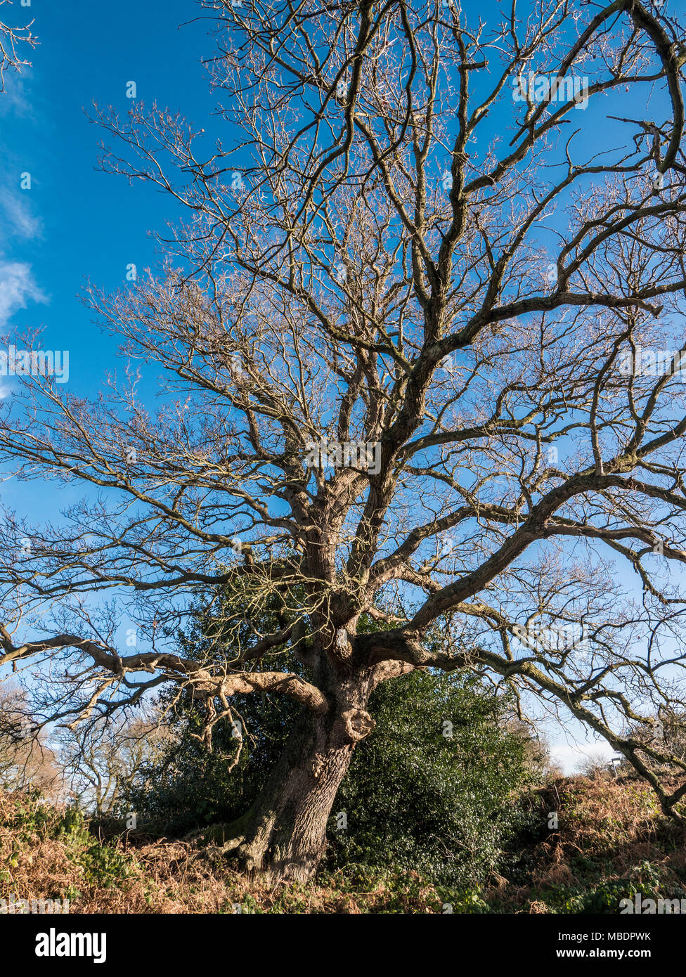 English oak tree in winter hi-res stock photography and images - Alamy