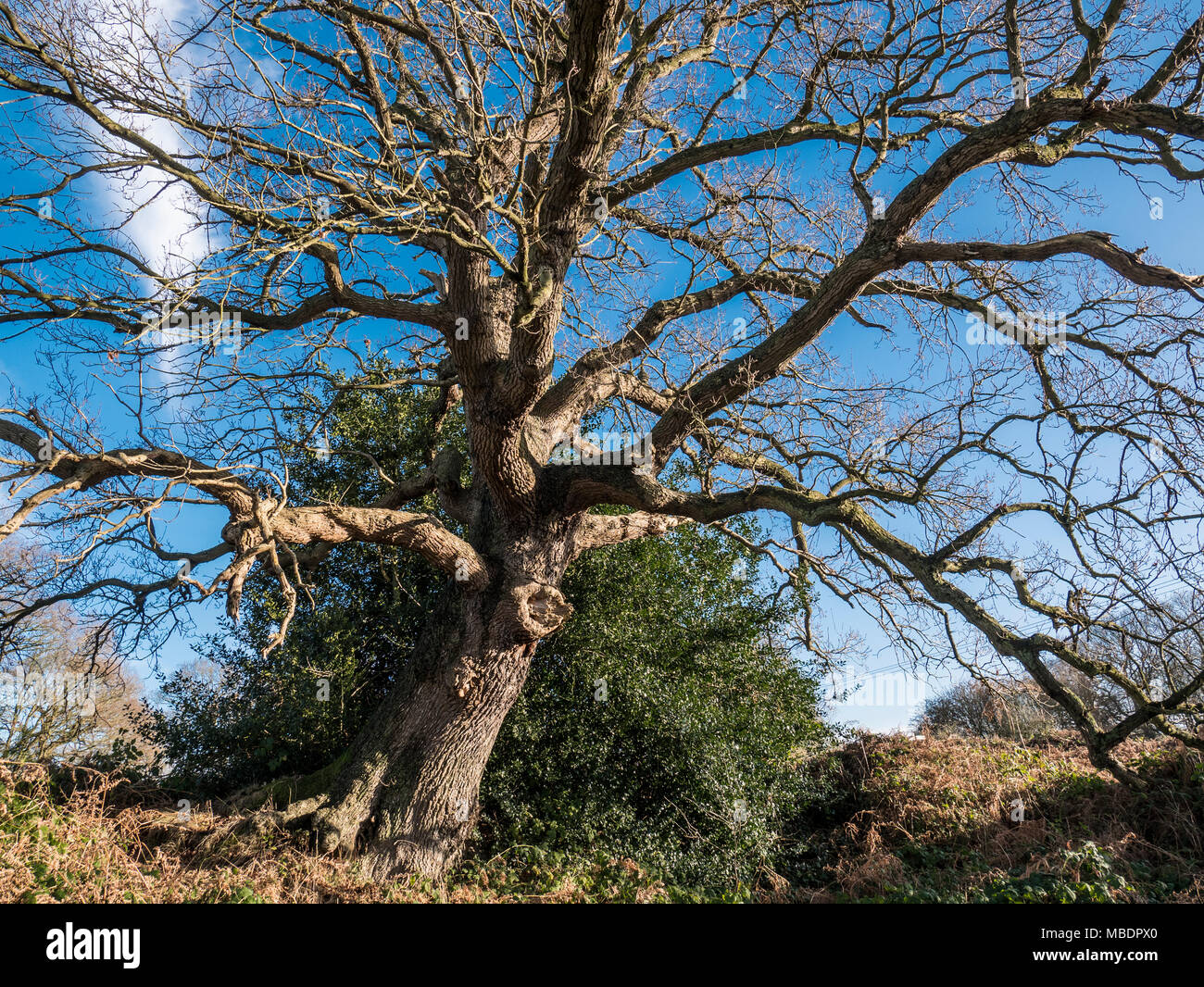 English oak tree in winter hi-res stock photography and images - Alamy