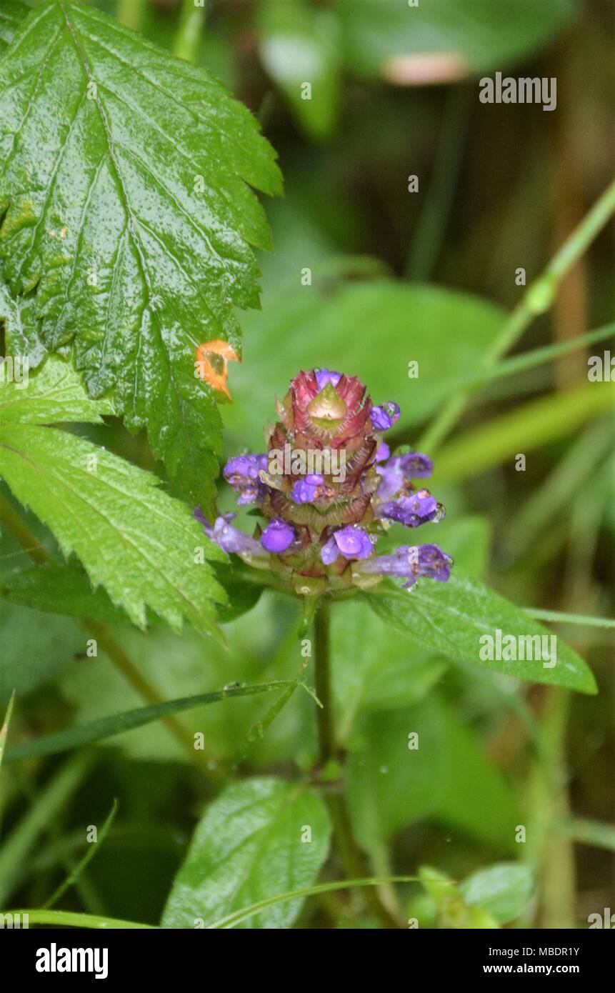 Wild flower growing in the Ho Rain Forest at Olympic National Park ...