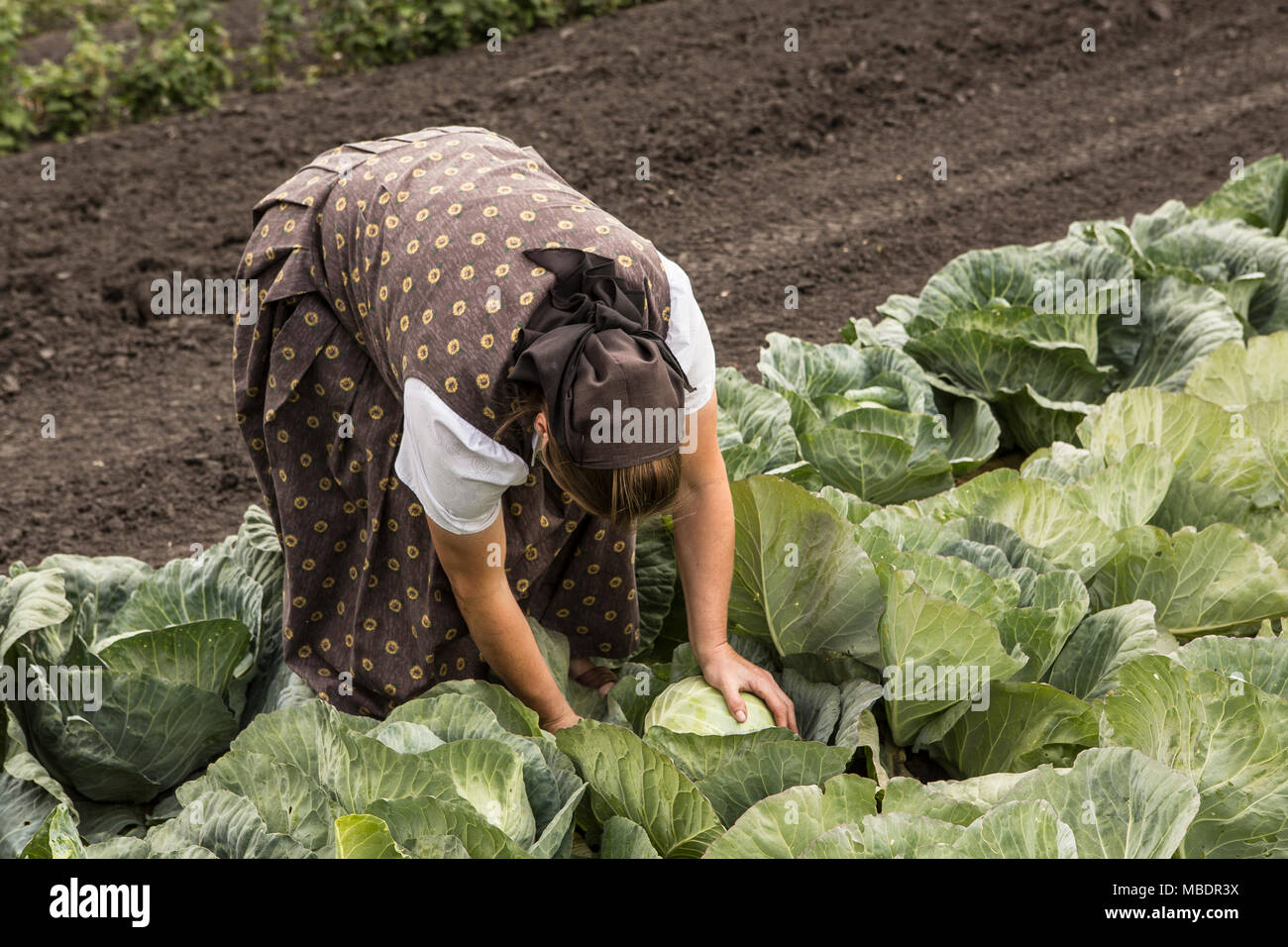 Hutterites hi-res stock photography and images - Alamy