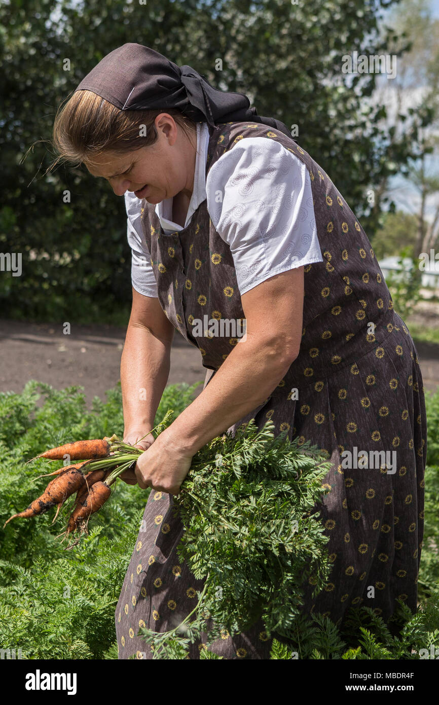 A Hutterite woman picks carrots in a New Rosedale Hutterites colony ...
