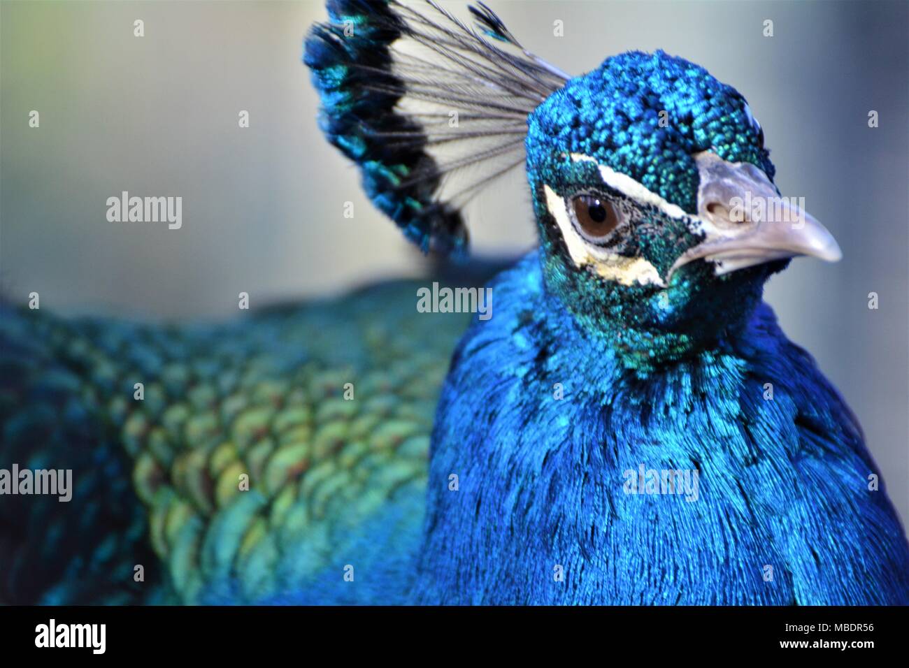 Gulf shores alabama zoo hi-res stock photography and images - Alamy