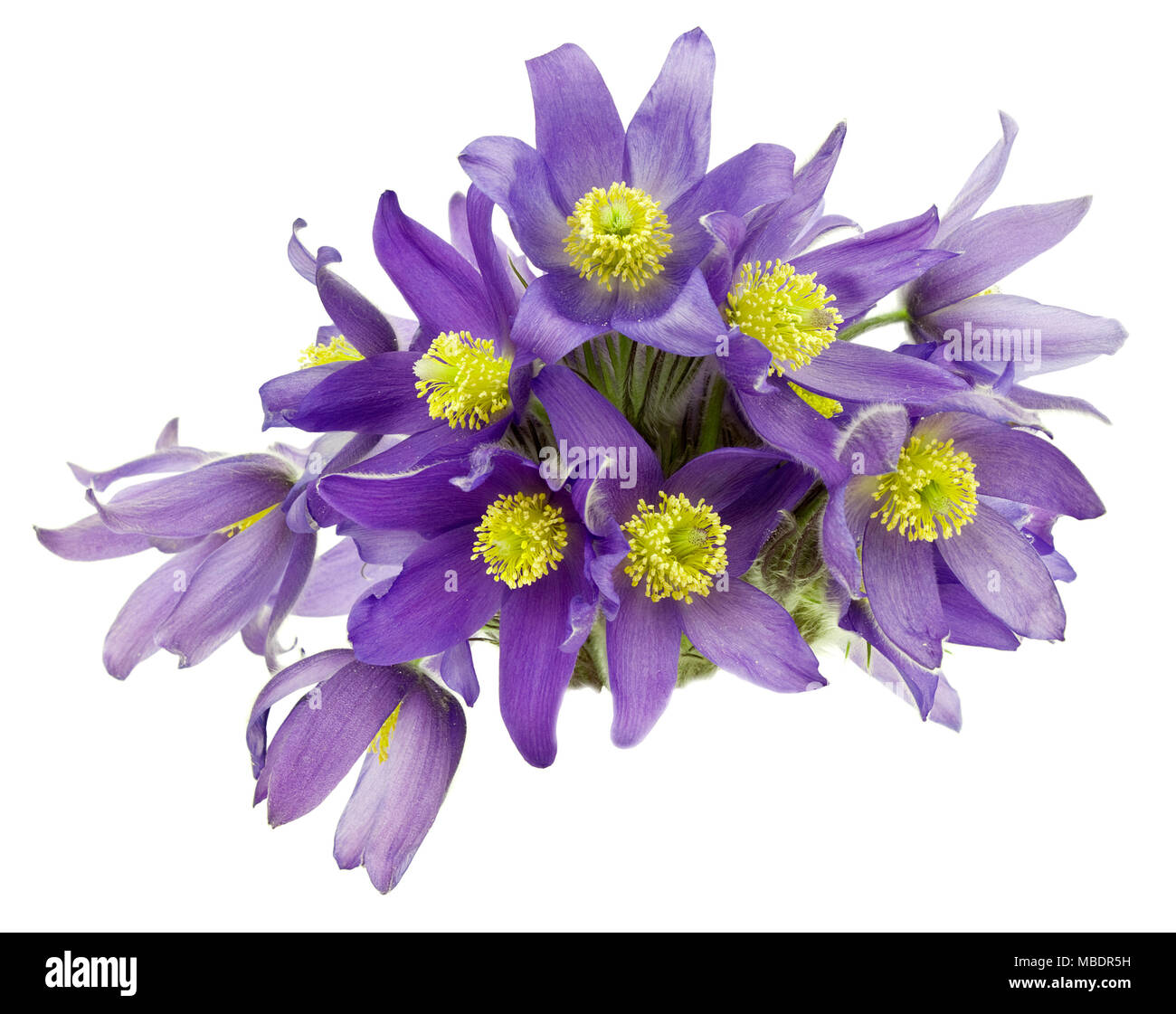Bouquet from snowdrops isolated on white background Stock Photo - Alamy