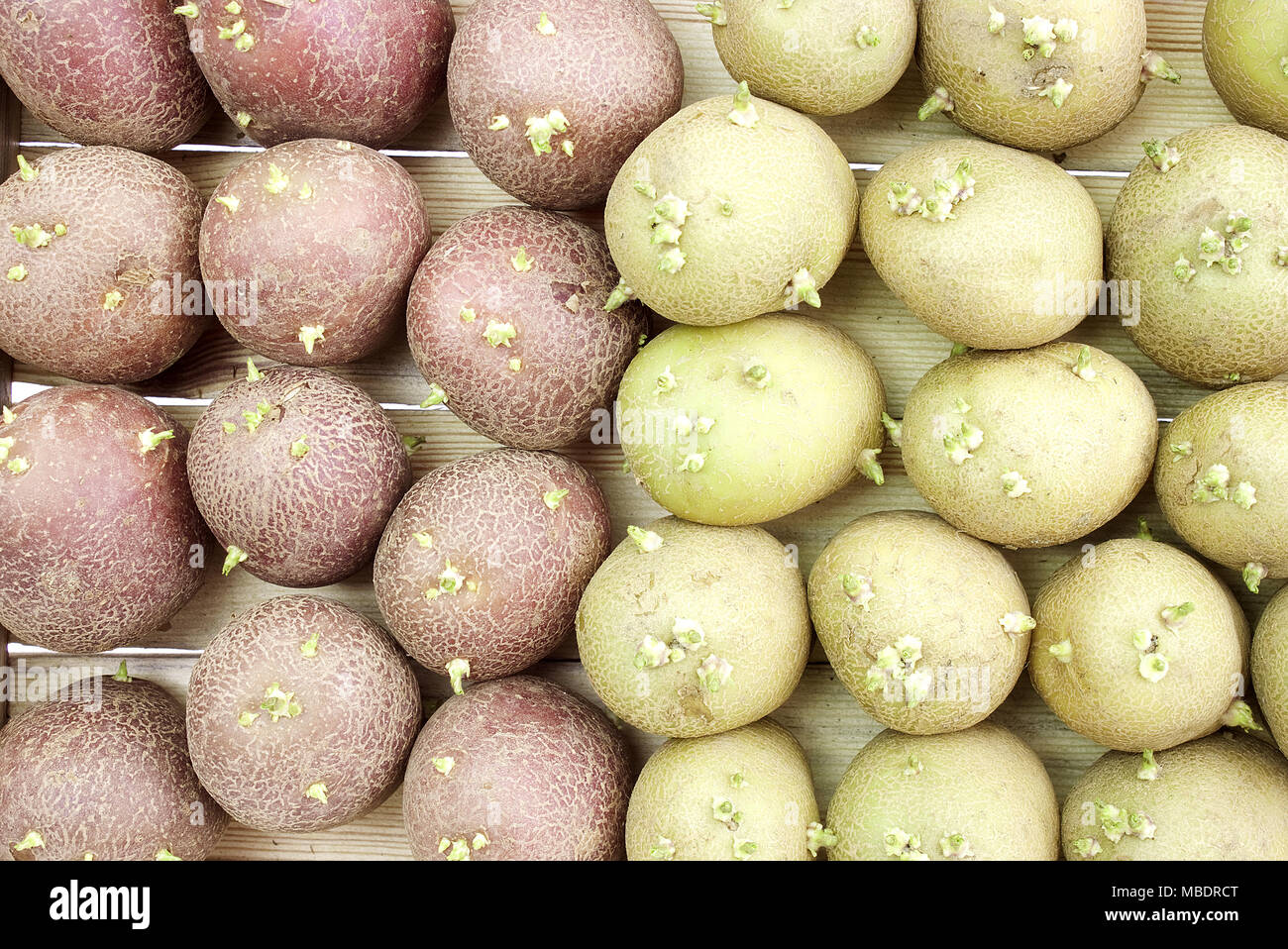 Two grades of potato prepared for landing Stock Photo - Alamy